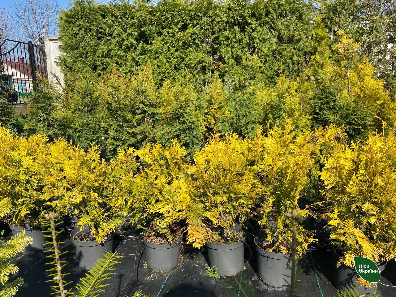 Хмельницькі лісівники передали понад 800 саджанців для озеленення Донеччини - vsim.ua