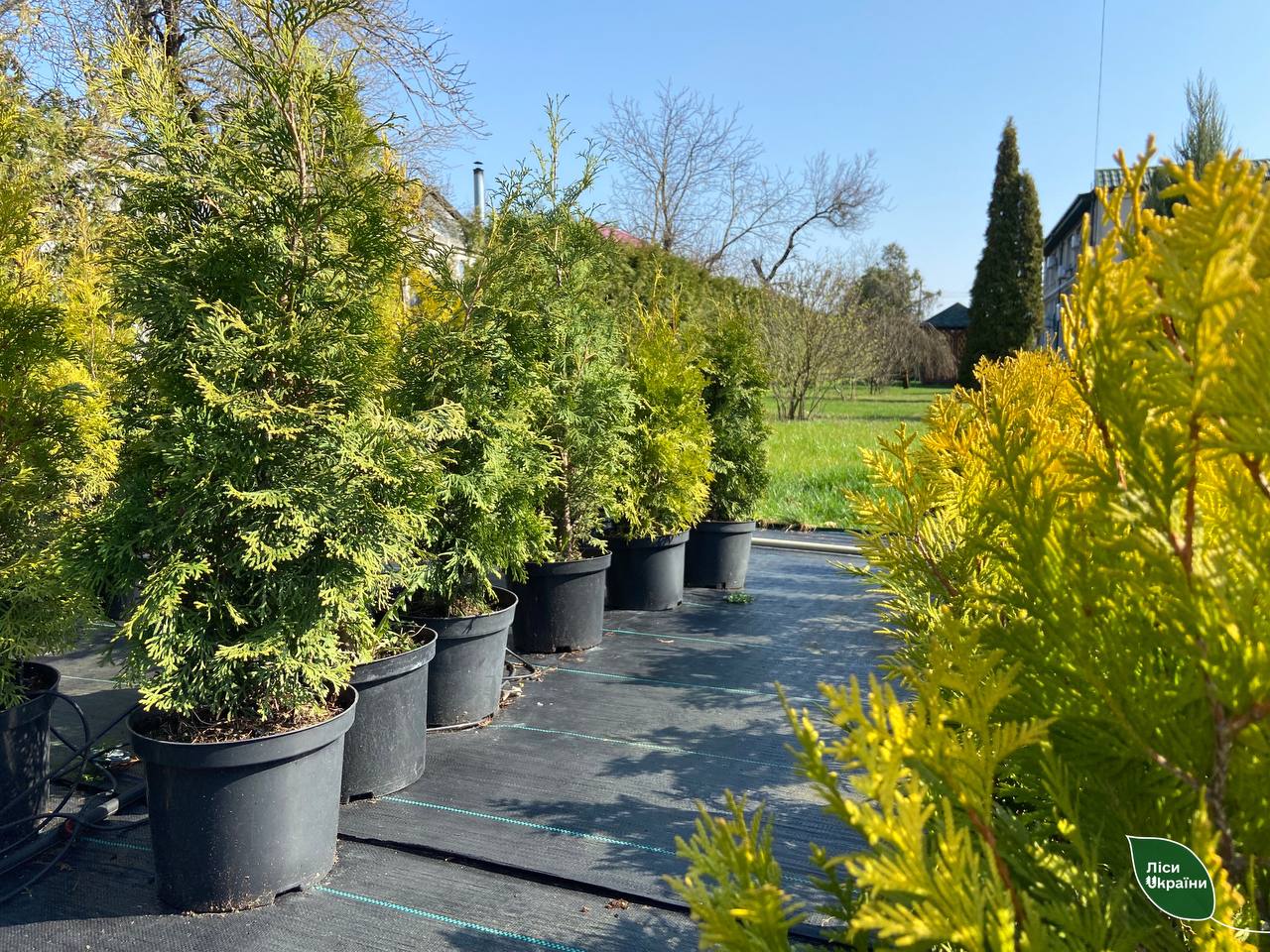 Хмельницькі лісівники передали понад 800 саджанців для озеленення Донеччини - vsim.ua